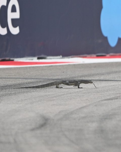 Monitor lizard seen on F1 S’pore track again, gets chased away by race ...