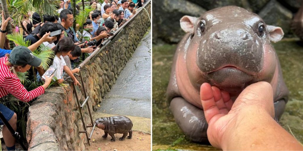 Thai zoo earns nearly S$510K in 19 days thanks to viral baby hippo Moo Deng