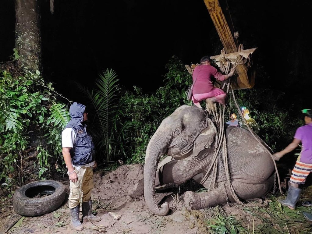 3,000kg elephant in Thailand struggles to get back on feet, allegedly ...