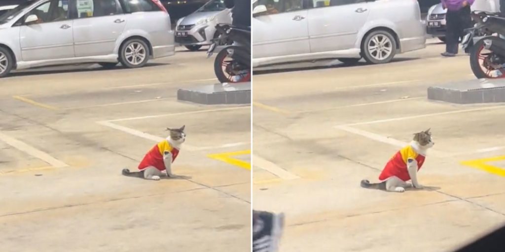 Cat 'supervisor' at Penang petrol kiosk wears Shell staff uniform ...