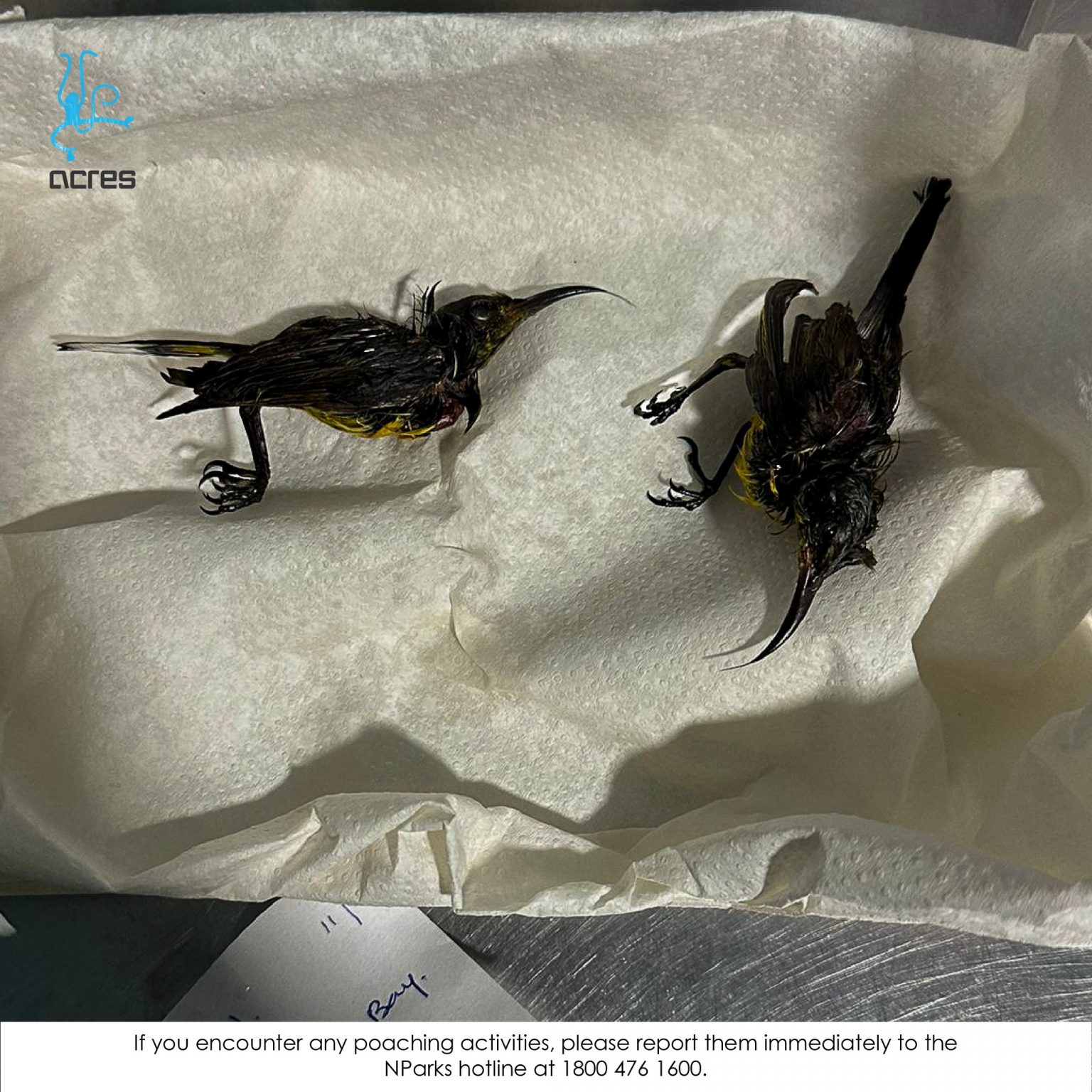 Birds in Gardens by the Bay reportedly poached through tree branches ...