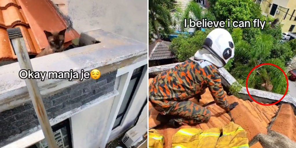 Firefighters in M'sia called to rescue cat stuck on roof, it bites ...