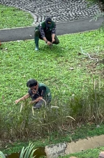 Video of NParks contractors setting up chicken traps stirs controversy ...