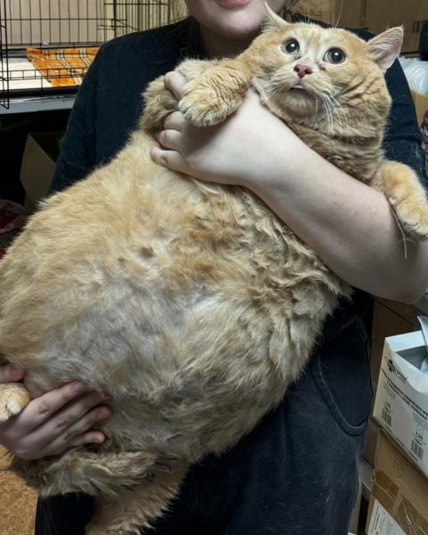 'World's fattest cat' dies weeks after being sent to weight loss centre ...
