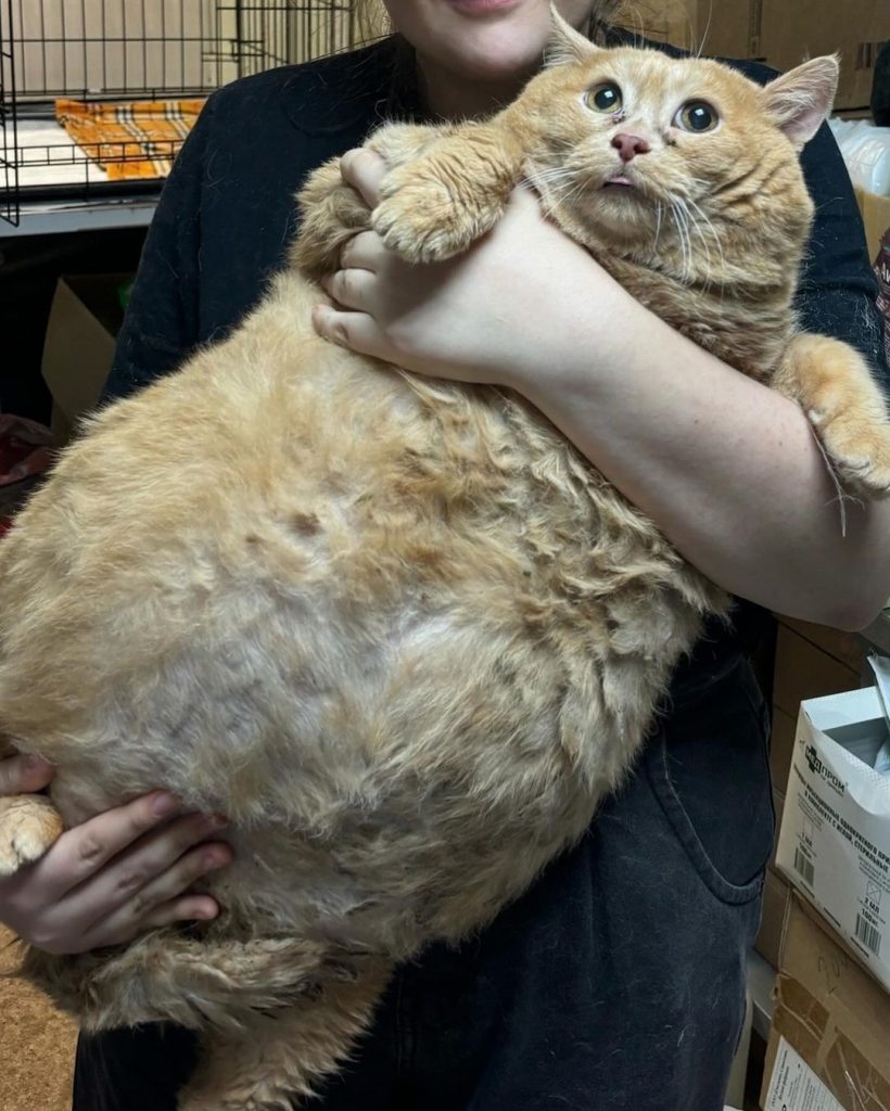 'World's fattest cat' dies weeks after being sent to weight loss centre ...