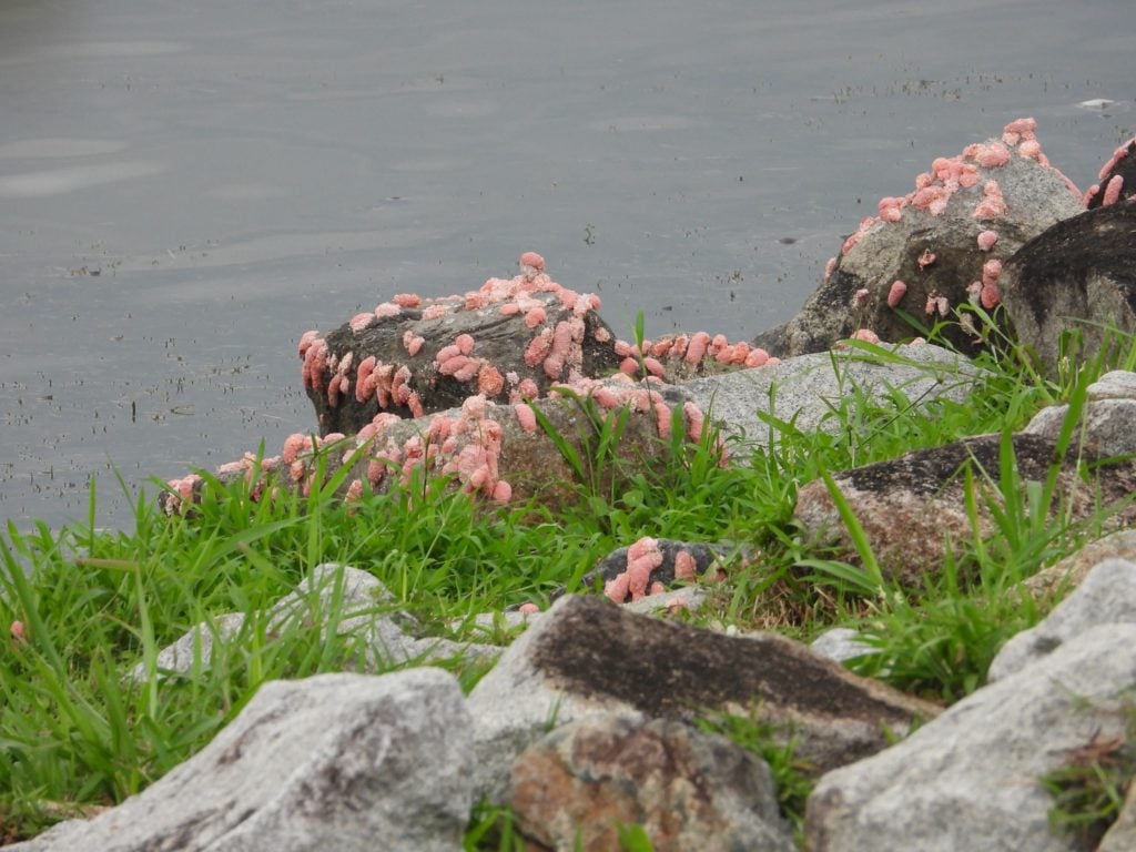 Woman alarmed to see golden apple snail eggs at Lower Seletar Reservoir ...