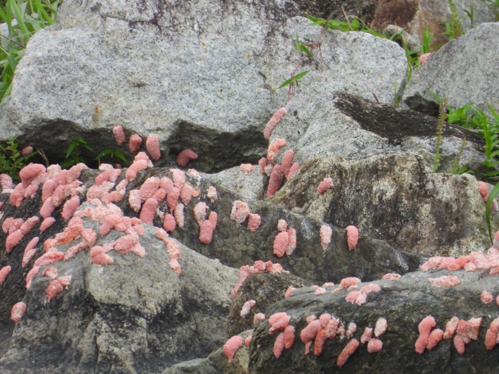Woman alarmed to see golden apple snail eggs at Lower Seletar Reservoir ...