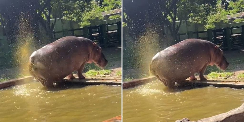 Hippo splashes horrified visitors with watery faeces at Indonesia zoo