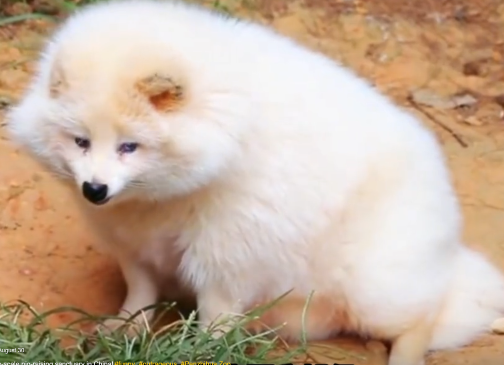 Netizens call out China zoo for obese animals, zoo says it's due to ...