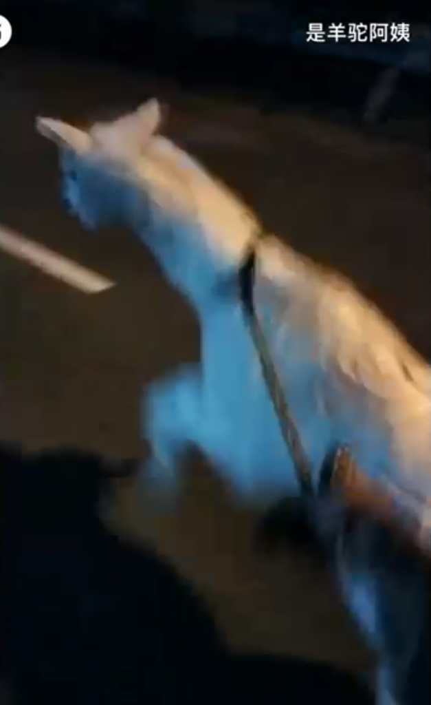 Alpaca drags owner on road during night stroll, woman suffers abrasions