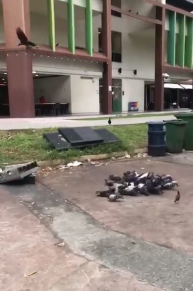 Video of pigeon 'culling' efforts at Joo Chiat goes viral, NParks said ...