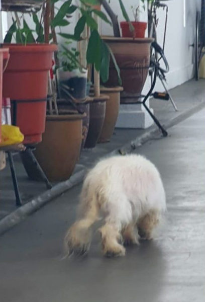 Poodle with severely overgrown nails & matted fur found wandering in ...