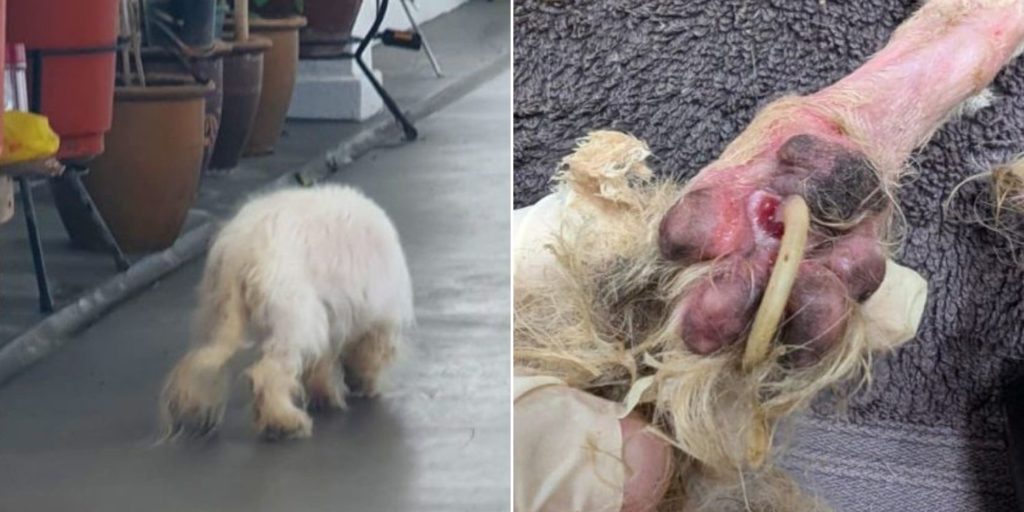 Poodle with severely overgrown nails & matted fur found wandering in ...