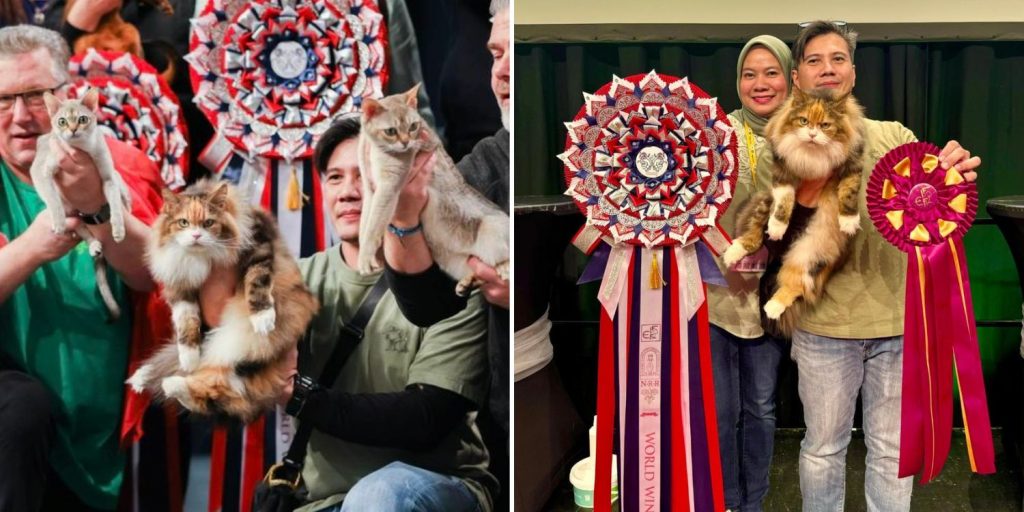 9-year-old former stray cat from M’sia wins world championship at cat ...