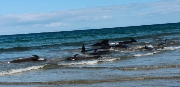 Over 30 beached whales rescued in New Zealand after hundreds of locals ...