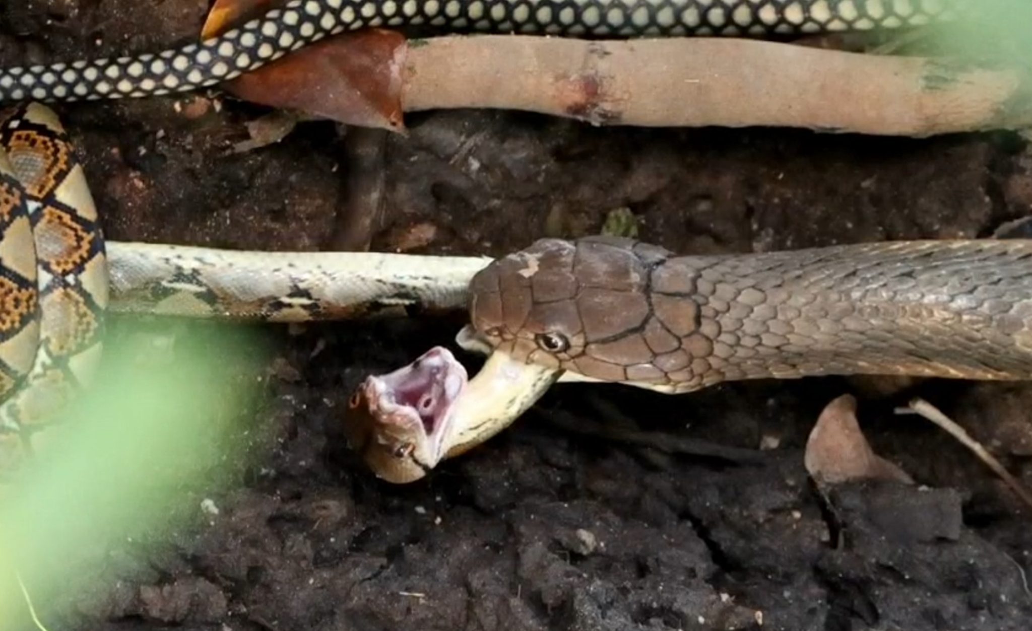 King cobra paralyses python with venom & devours it during dramatic ...