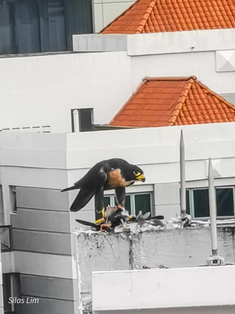 Falcon tears into alleged pigeon on Havelock roof, photographed by HDB ...