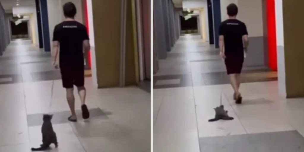 43-year-old man in Malaysia drags cat by its neck across floor as it ...