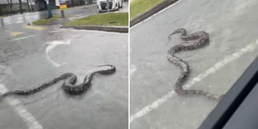 Python spotted on flooded road in Malaysia