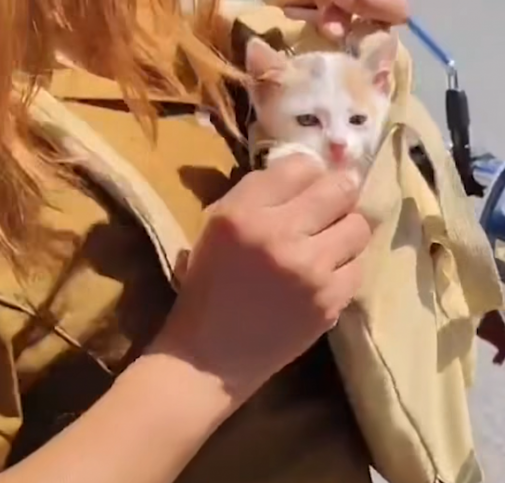 Woman rescues stray kitten from gas tank explosion in Thailand, carries ...