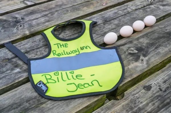 Pet chicken in the UK who loves crossing roads gets hi-vis jacket to ...