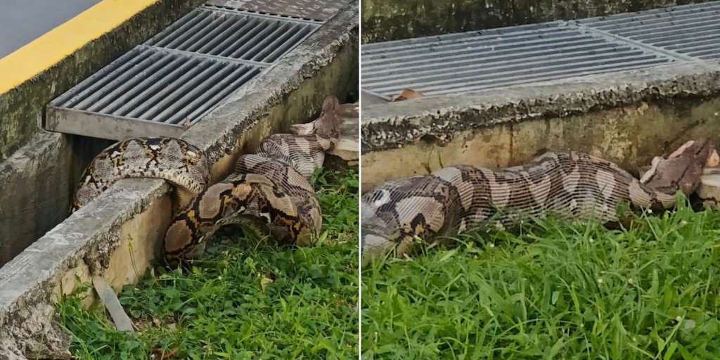 Python swallows Eunos community cat before regurgitating it, snake ...