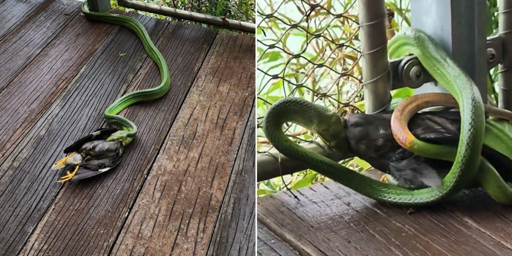 Snake devours motionless mynah bird at newly opened Mandai Boardwalk