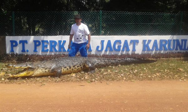 Several crocodiles escape from farm in Batam, NParks advises S'pore ...