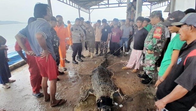 Several crocodiles escape from farm in Batam, NParks advises S'pore ...