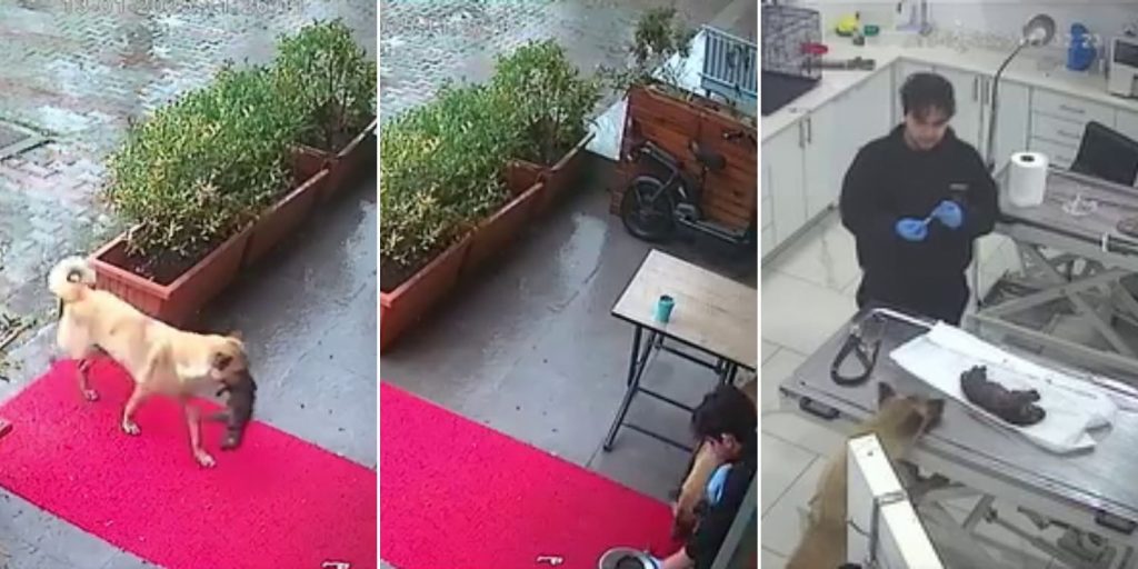 Dog carries its unconscious puppy to clinic in Türkiye to receive care