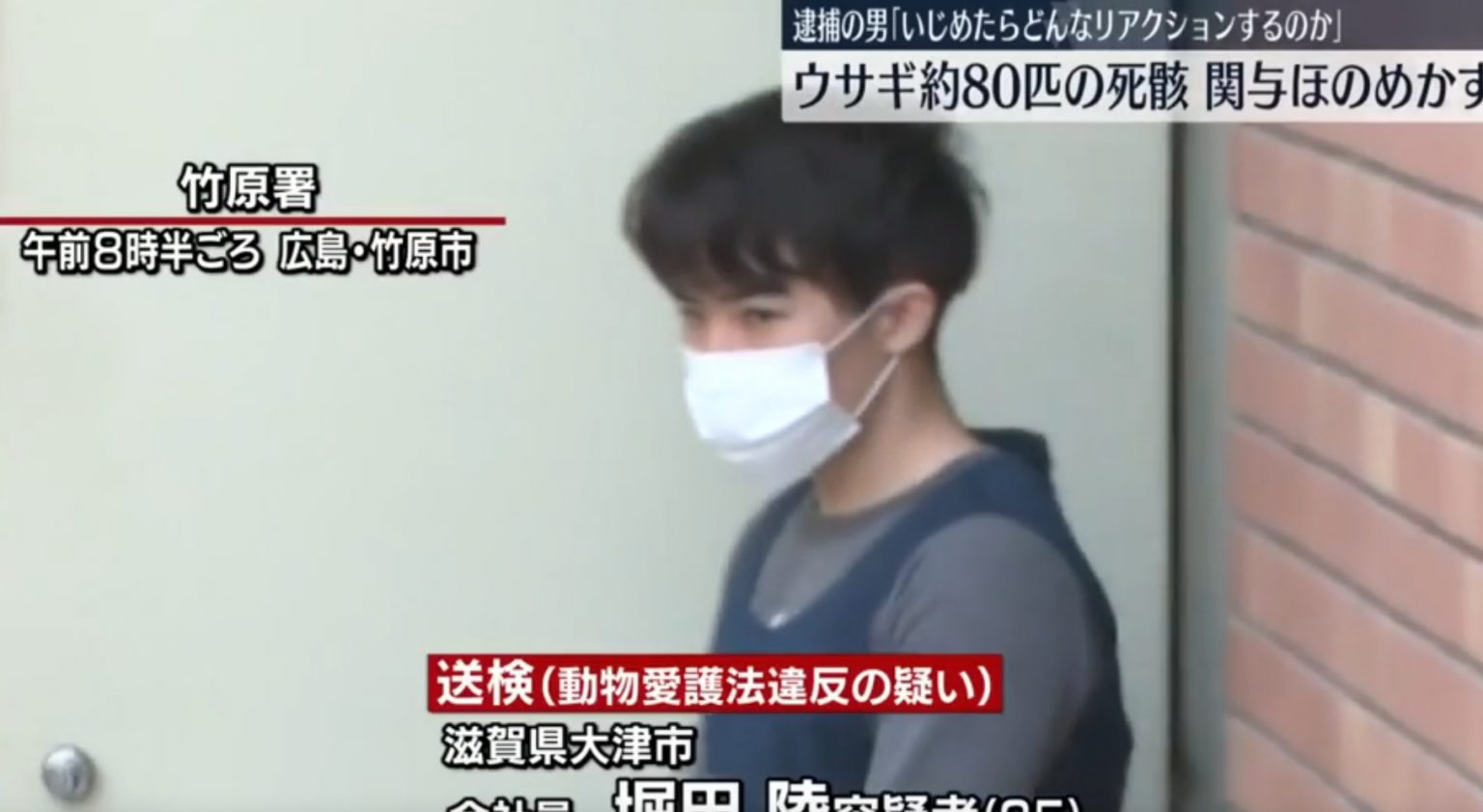 Man arrested for killing bunny on Japan's Rabbit Island, police ...