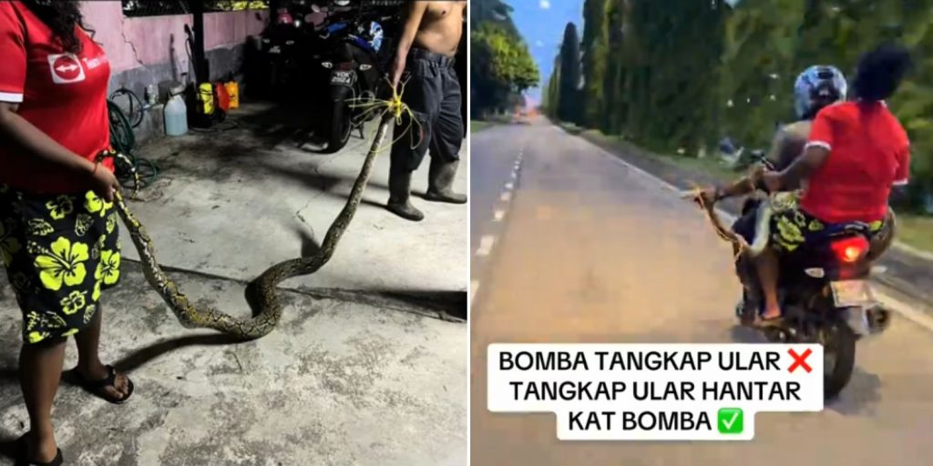 Family in M'sia captures python at home, 'delivers' reptile to fire ...