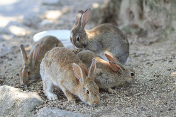 Man arrested for killing bunny on Japan's Rabbit Island, police ...