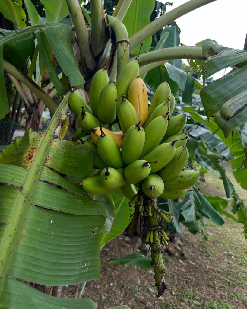 Father of 3 sentenced to 3 months' jail for stealing bananas from Johor ...
