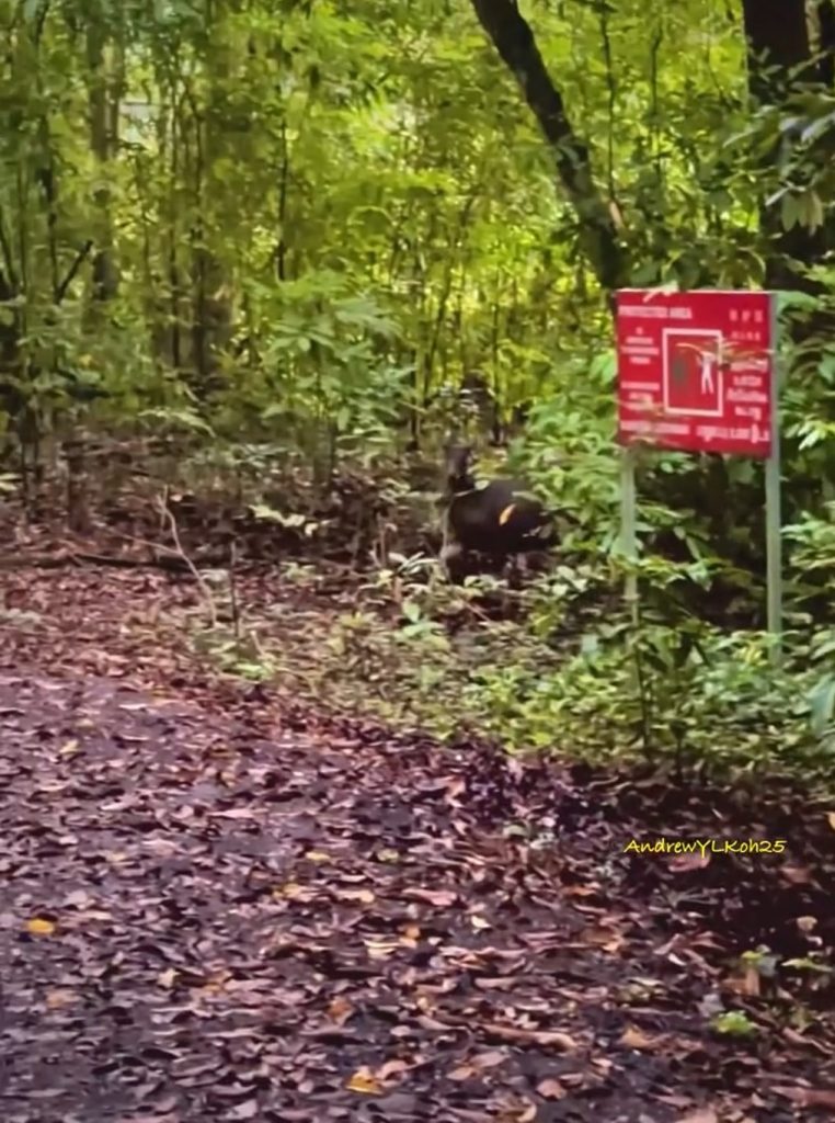 Sambar deer doe & stag dash across path in Mandai, photographer calls ...