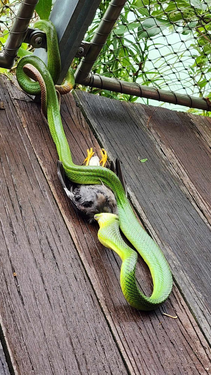 Snake devours motionless mynah bird at newly opened Mandai Boardwalk