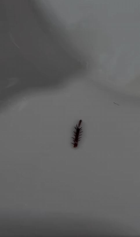 Taiwanese couple finds cockroach hidden in ice cream, authorities ...