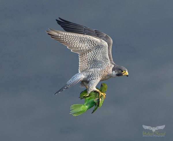 Photographer captures peregrine falcon catching & tearing into parakeet ...