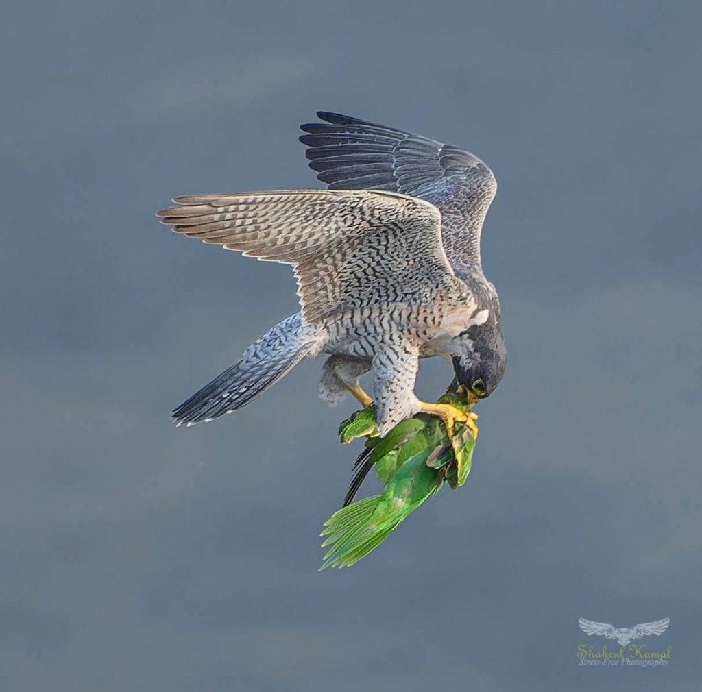 Photographer captures peregrine falcon catching & tearing into parakeet ...