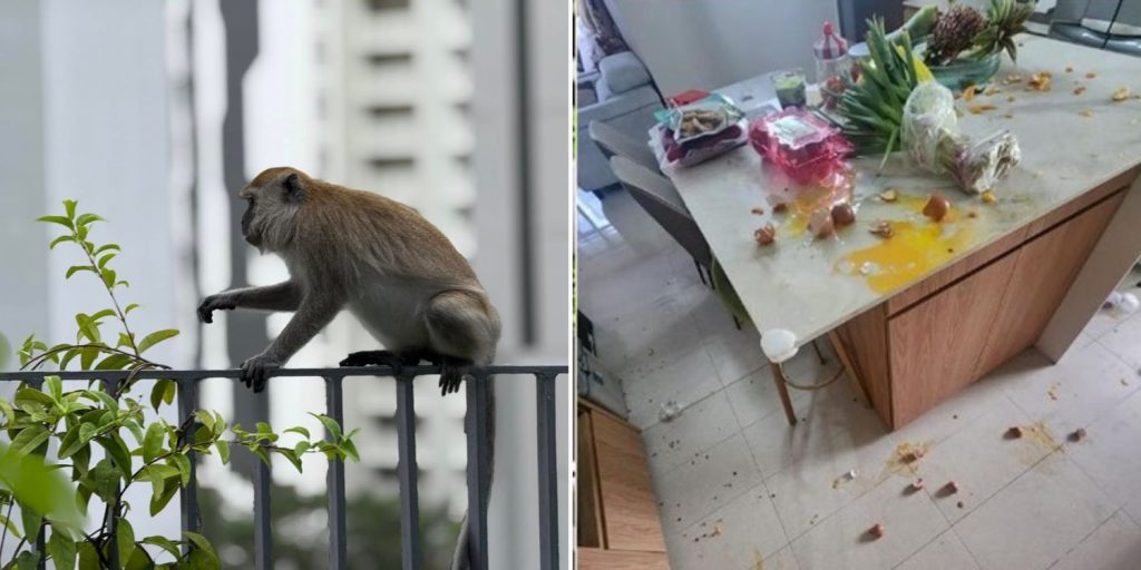 30 monkeys cause chaos in Punggol on 2nd day of CNY, break into ...