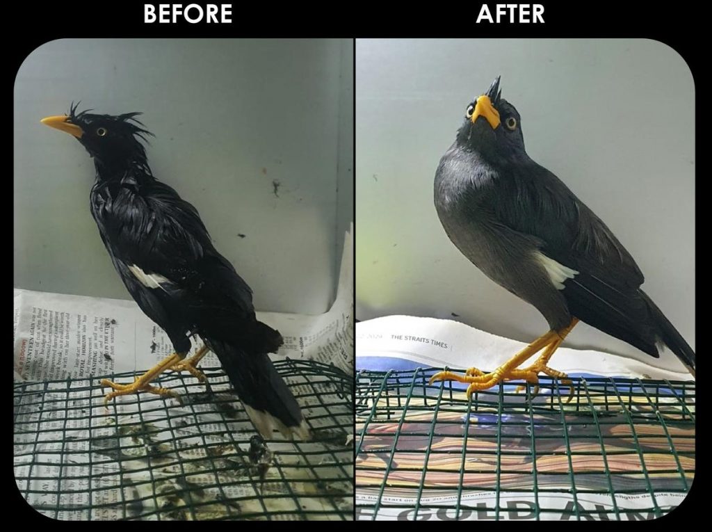 2 mynahs stuck in glue smeared on manhole cover in Woodlands, survive ...