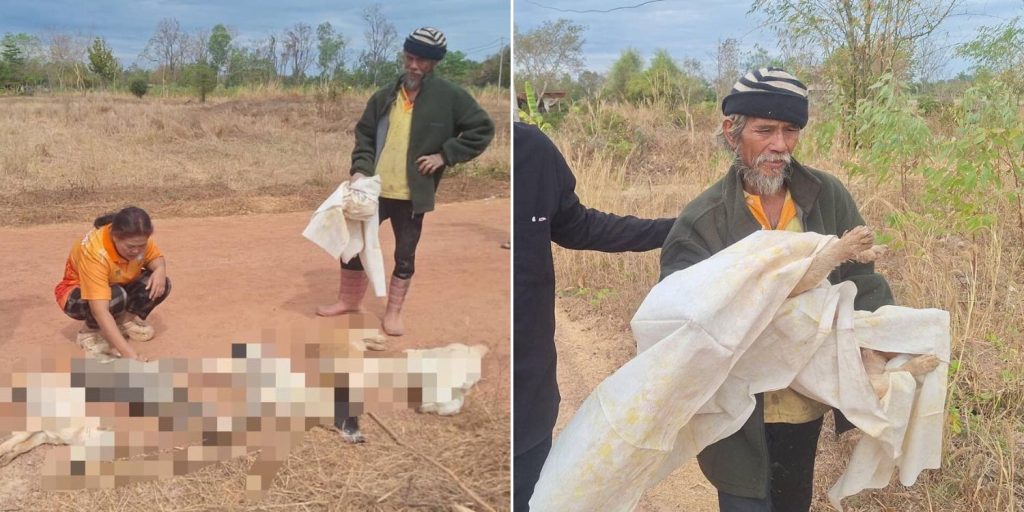 8 pet dogs in Thailand die after eating poisoned chicken entrails ...