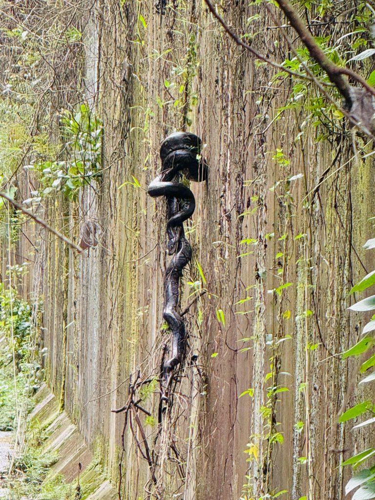 Python seemingly attempts ‘rope climb’ by coiling around vine in Ulu ...