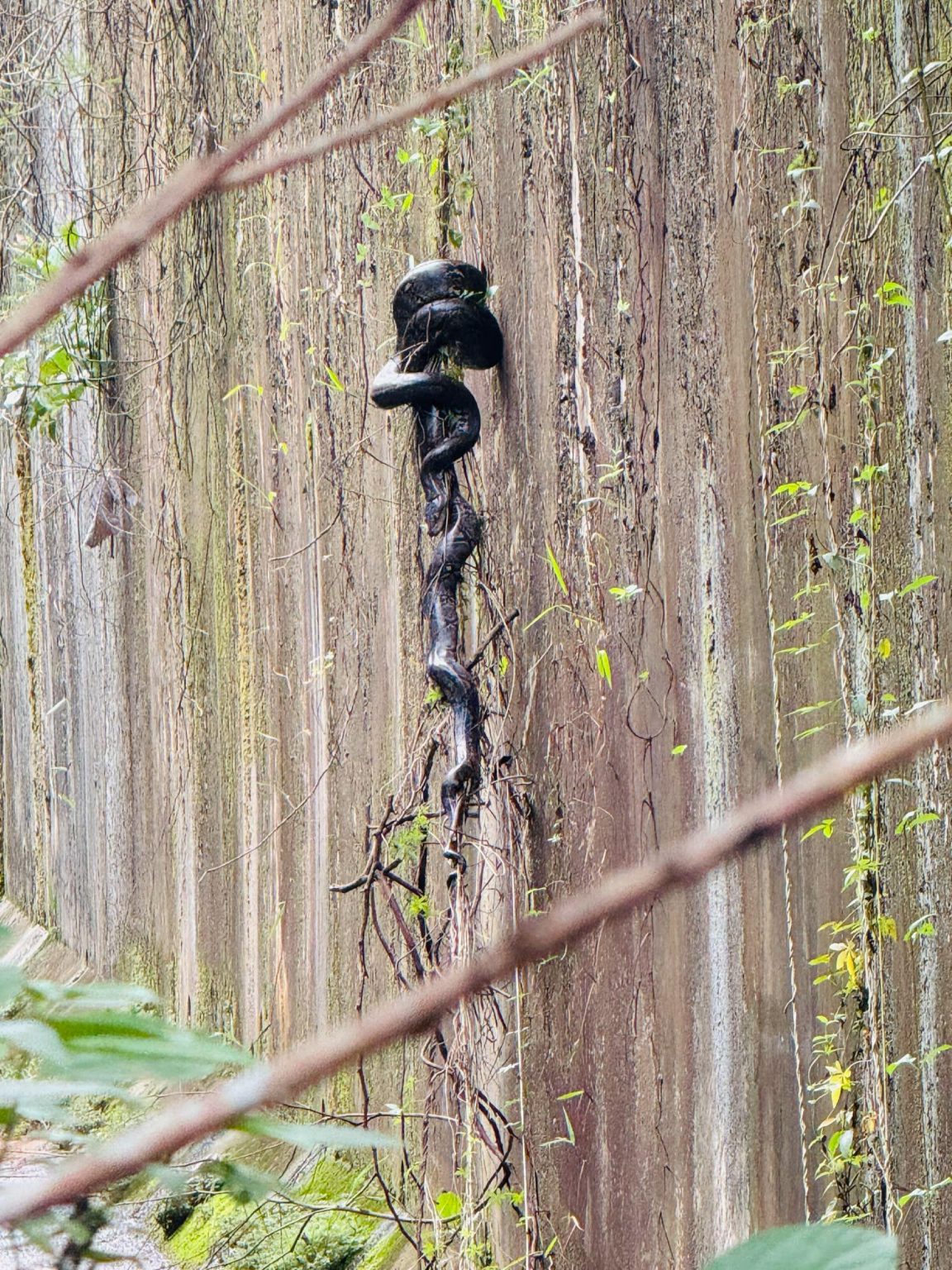 Python seemingly attempts ‘rope climb’ by coiling around vine in Ulu ...