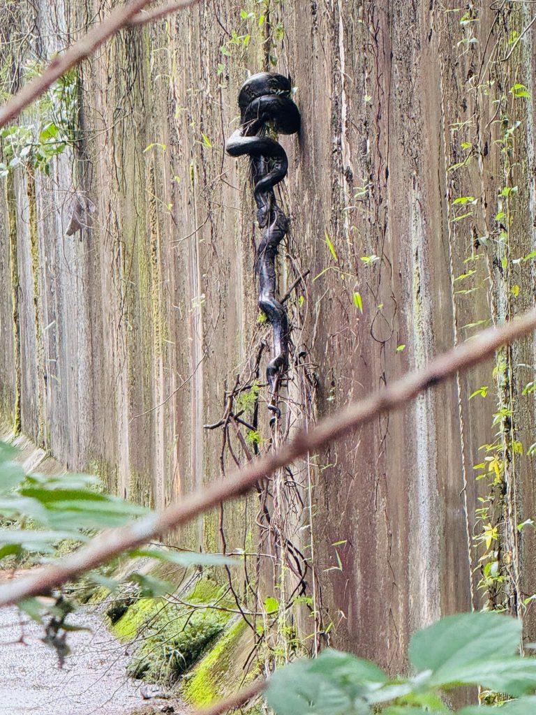 Python seemingly attempts ‘rope climb’ by coiling around vine in Ulu ...