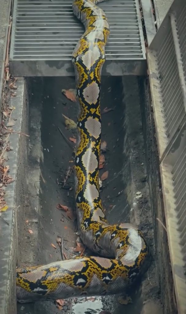 Python gets stuck in Hong Lim Park drain pipe, NParks personnel spend ...