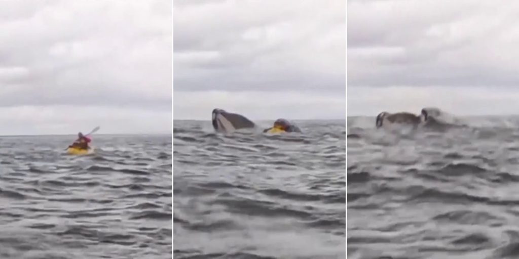 'I thought it had eaten me': Whale briefly swallows kayaker in Chile ...