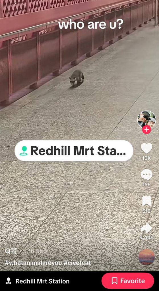 Civet cat strolls through Redhill MRT station, rare sighting takes ...