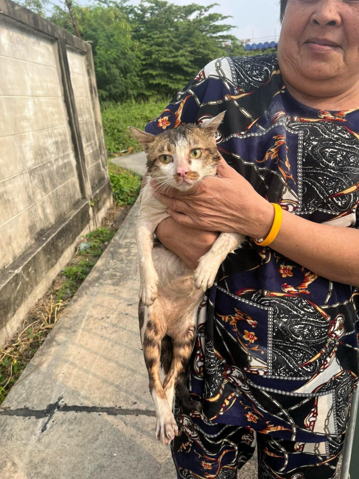 7-Eleven staff in Thailand rescues cat that fell into water despite not ...
