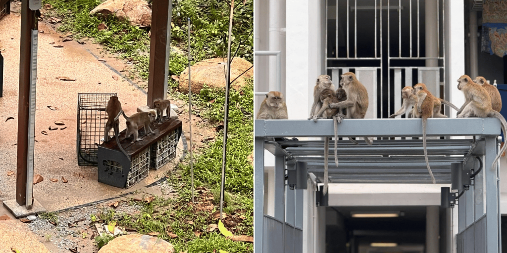 NParks traps 50 monkeys in Punggol in 2024, sterilises or removes them ...